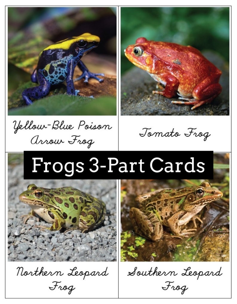 Frogs 3-part Cards Montessori Amphibians Zoology - Etsy