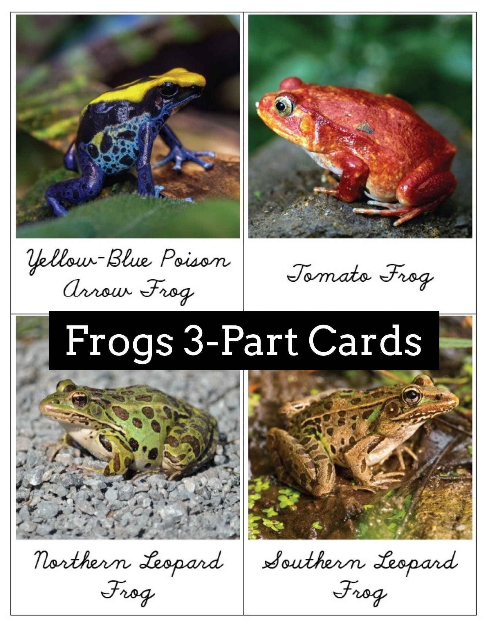 Toss Frog Game for sale | Only 3 left at -70%