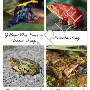 Frogs 3-part Cards | Montessori | Amphibians | Zoology - Etsy
