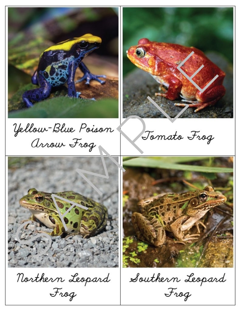 Frogs 3-part Cards Montessori Amphibians Zoology - Etsy
