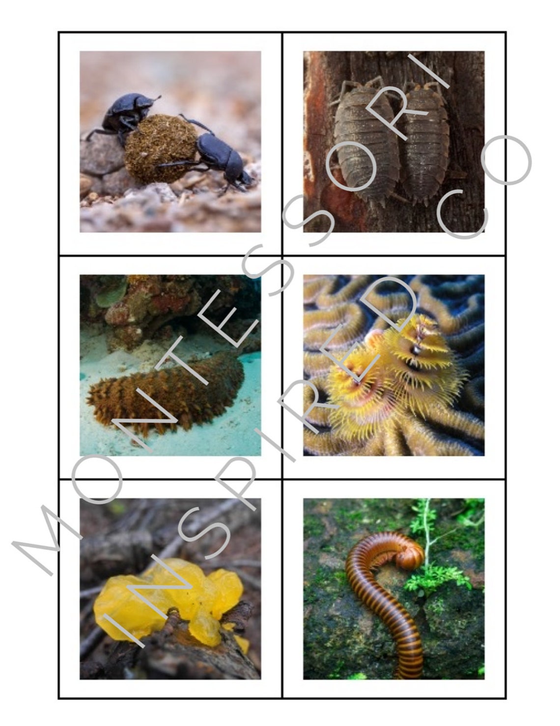 Decomposers and Scavengers Photo and Fact Cards Food Chain | Etsy