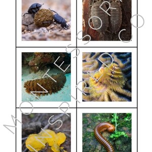 Decomposers and Scavengers Photo and Fact Cards | Food Chain | Ecology ...
