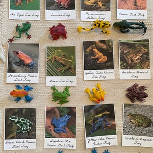 Frogs 3-part Cards | Montessori | Amphibians | Zoology - Etsy