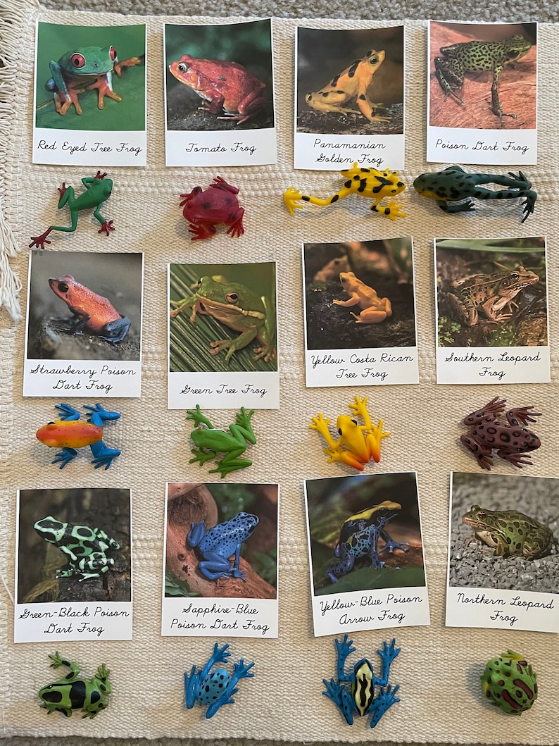 Frogs 3-part Cards Montessori Amphibians Zoology - Etsy