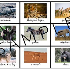 Animals of the World Continent Mats CURSIVE | Montessori Geography ...