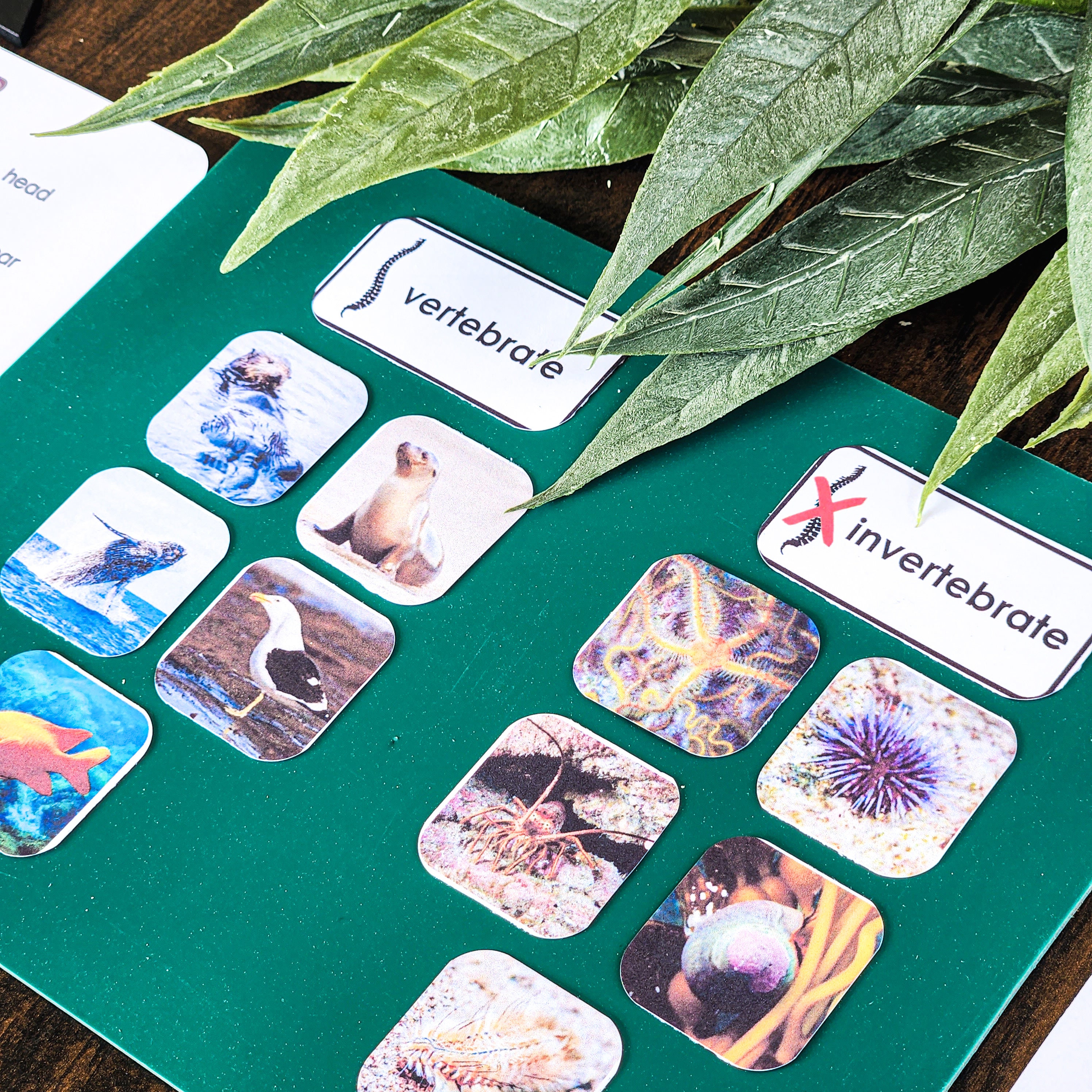 Kelp Forest Explorer Unit Study Montessori Zoology - Etsy