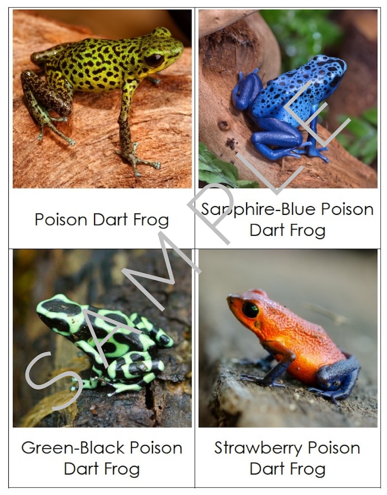 Frogs 3-part Cards Montessori Amphibians Zoology - Etsy