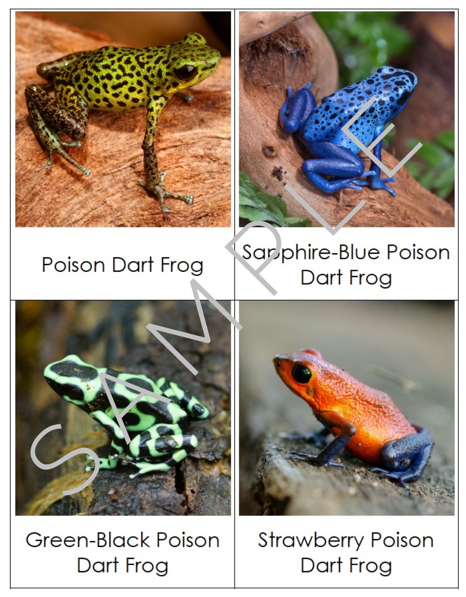 Frogs 3-part Cards Montessori Amphibians Zoology - Etsy