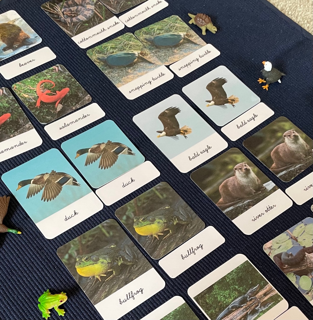 River Animals 3-part Cards | Montessori | Zoology - Etsy
