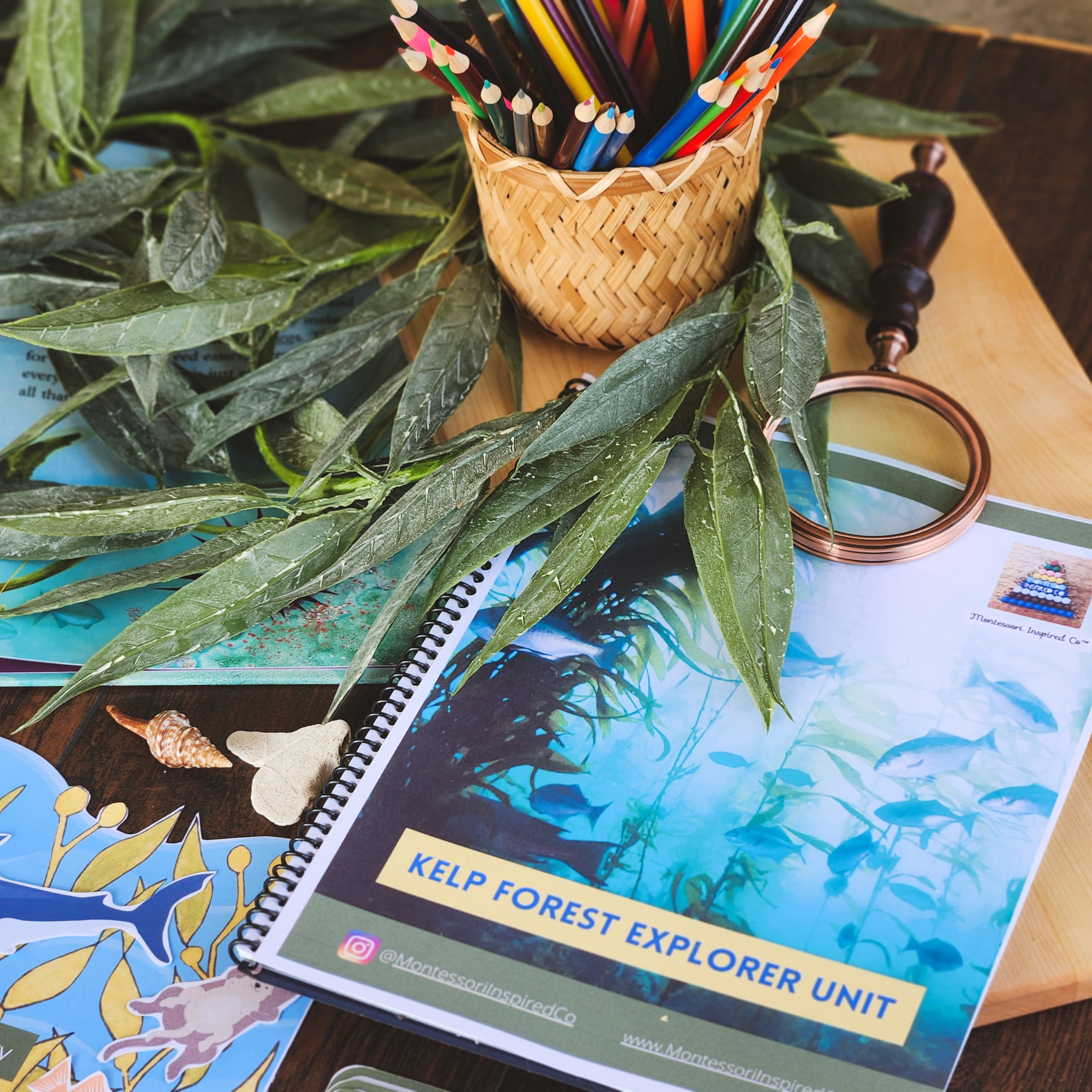 Kelp Forest Explorer Unit Study Montessori Zoology - Etsy