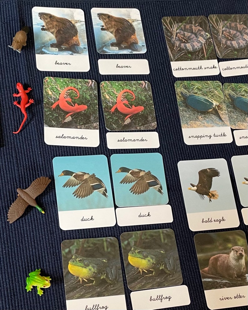 River Animals 3-part Cards | Montessori | Zoology - Etsy