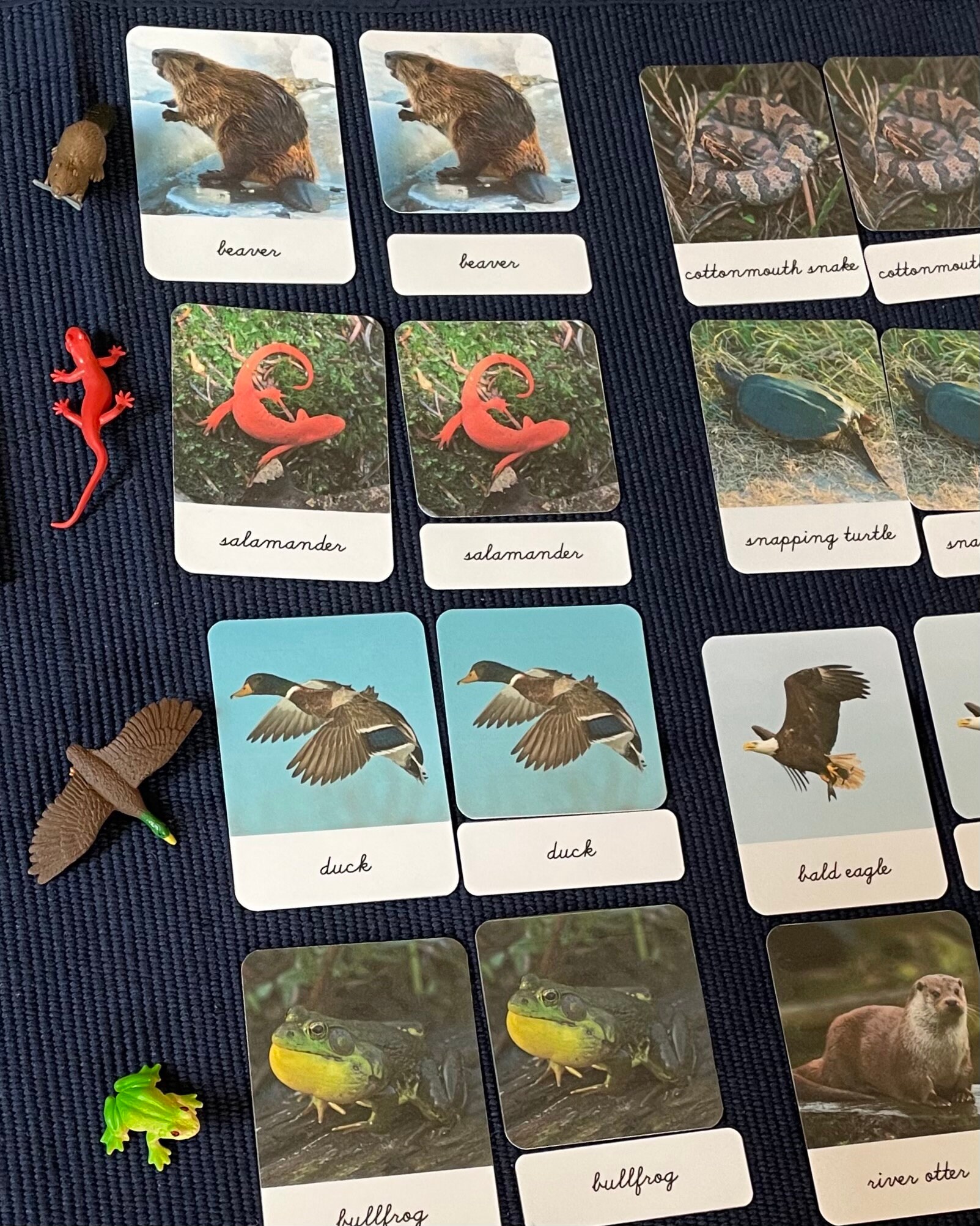 River Animals 3-part Cards | Montessori | Zoology - Etsy