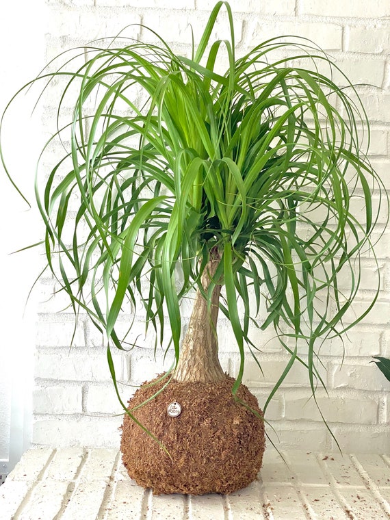 Preorder Large Root Orb Ponytail Palm houseplant | Etsy