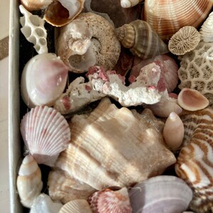 Scallop Shelled Beach-in-a-box. Upcycled Handmade Box. Seashell or ...
