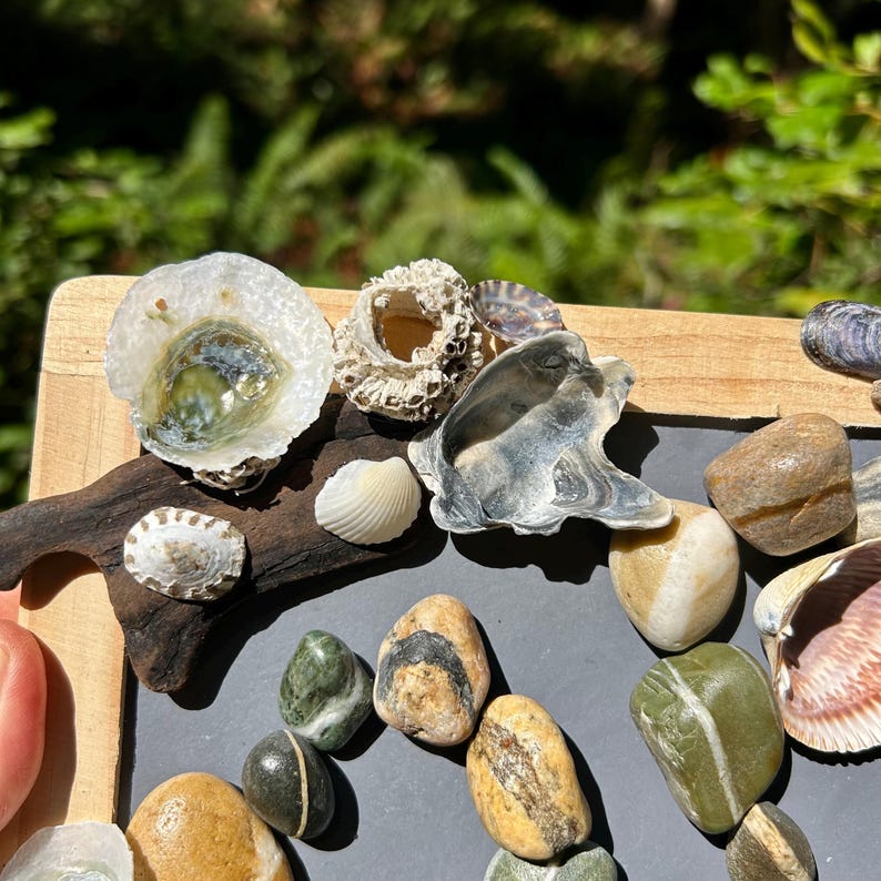 Stone Curves and Shell Art. Lined Beach Stones, Shell and Driftwood ...