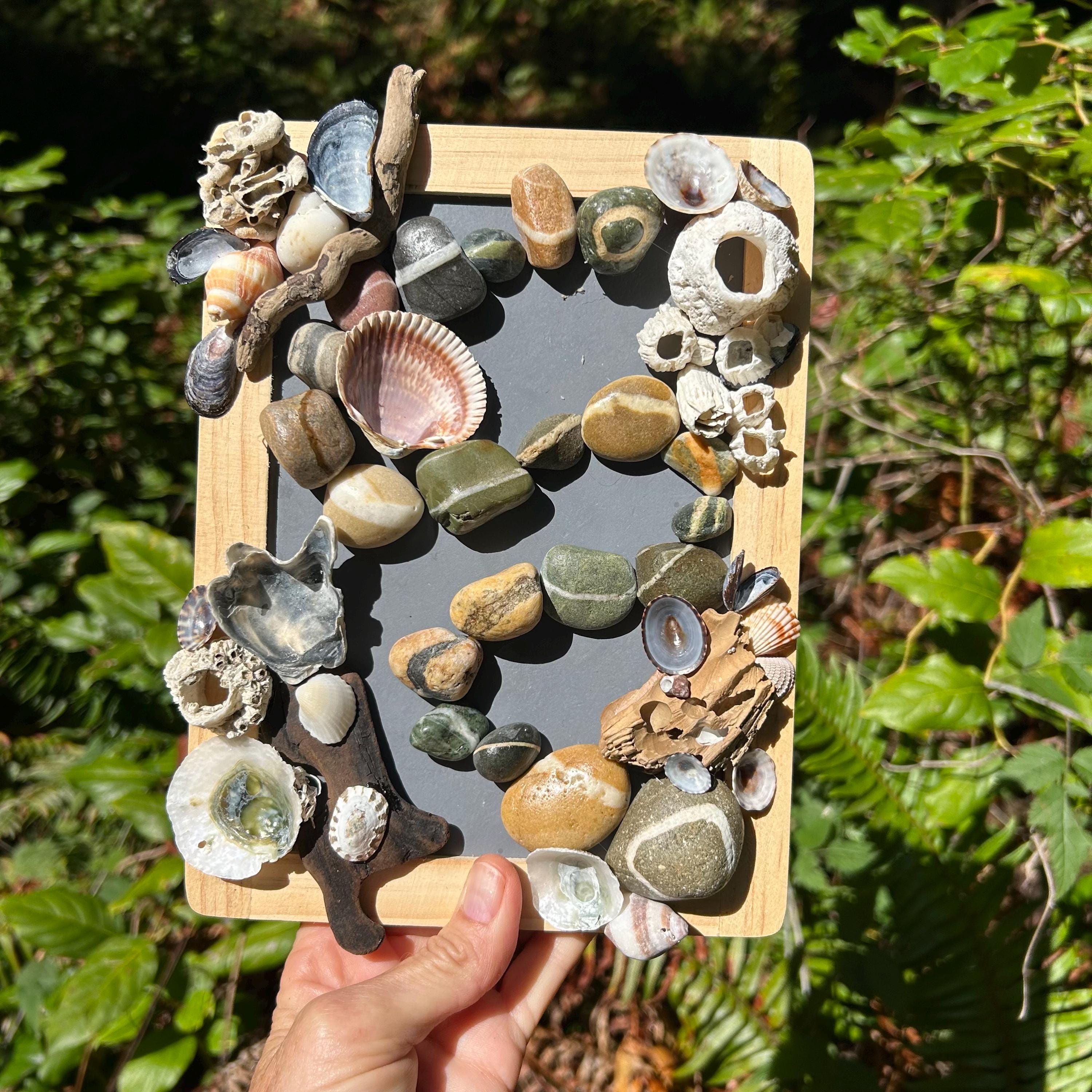 Stone Curves and Shell Art. Lined Beach Stones, Shell and Driftwood ...