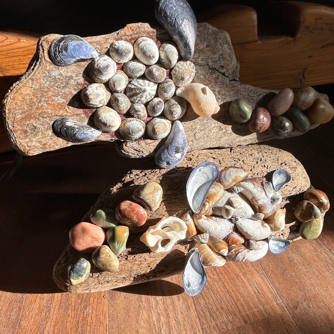 Choice of Sea Turtle of Shell and Stone on Driftwood. Turtle Decor ...