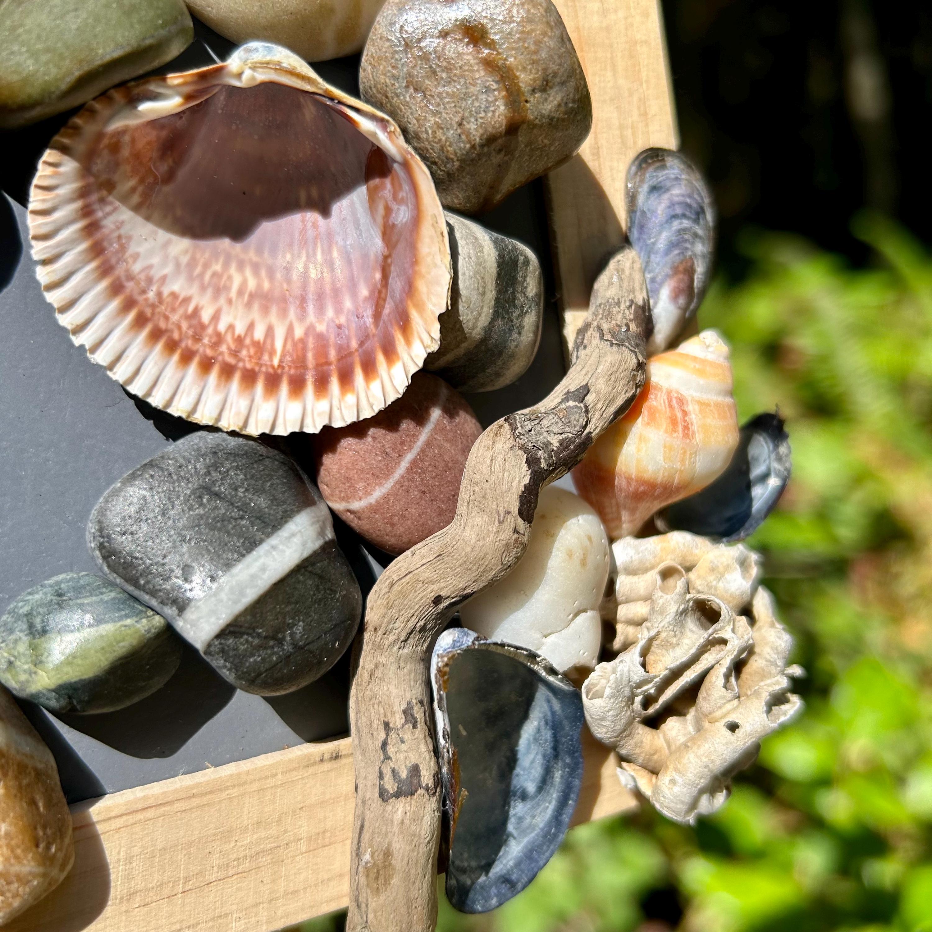 Stone Curves and Shell Art. Lined Beach Stones, Shell and Driftwood ...