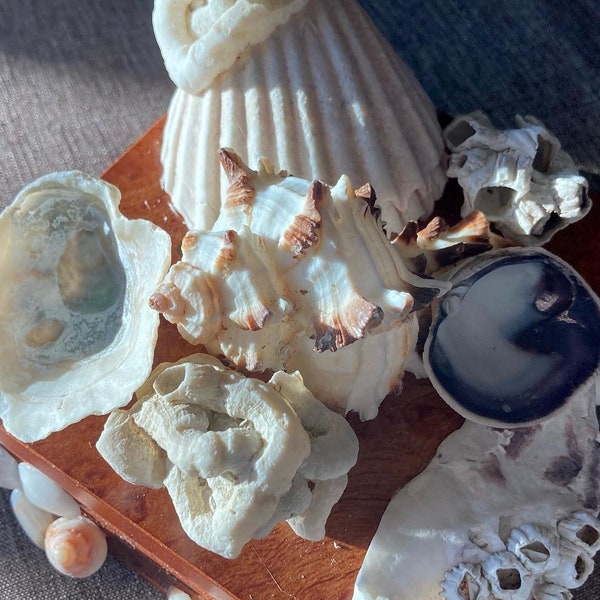 Seashell Collector Box - Etsy