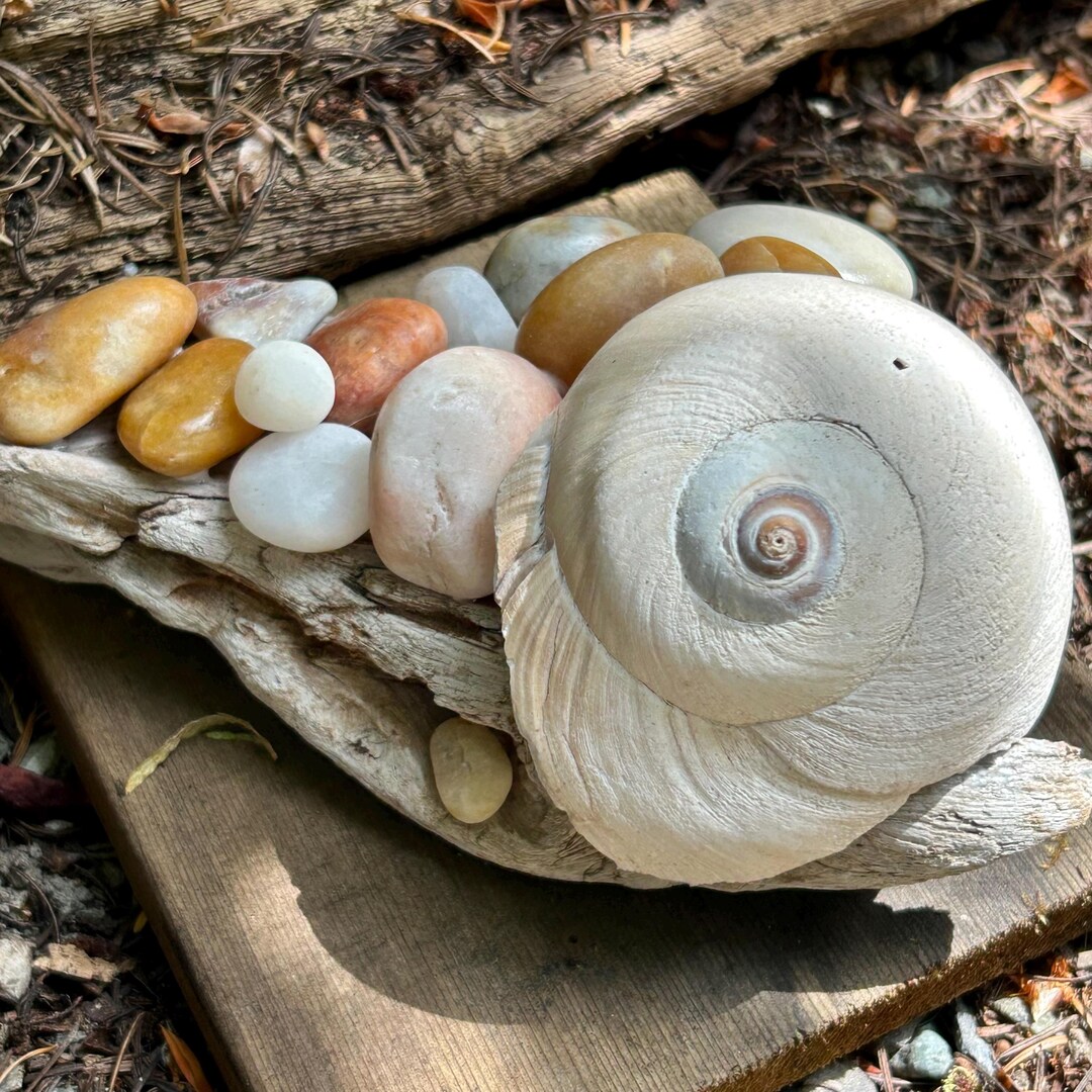 Ocean Tumbled Agate Moon-shell Driftwood Tableau. Agate Driftwood Art ...