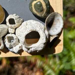 Stone Curves and Shell Art. Lined Beach Stones, Shell and Driftwood ...