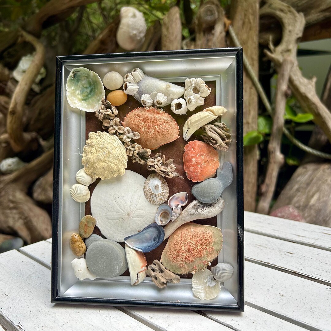 Ocean Art. Sand Dollar, Shell, Crab Driftwood Art. Elegant Beach ...