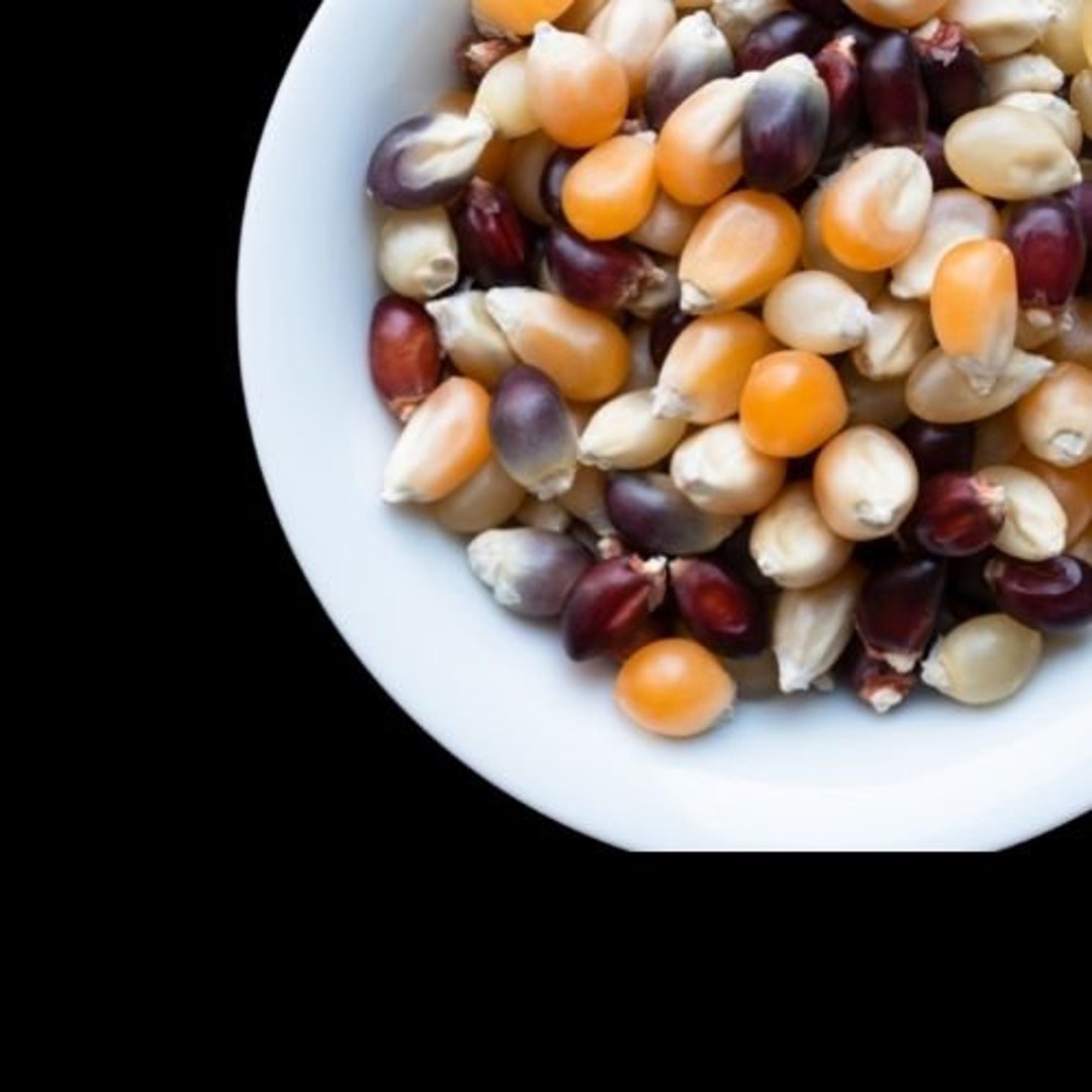 Multi Colored Pride Popcorn Kernels, Rainbow Popcorn Kernels, Popcorn ...