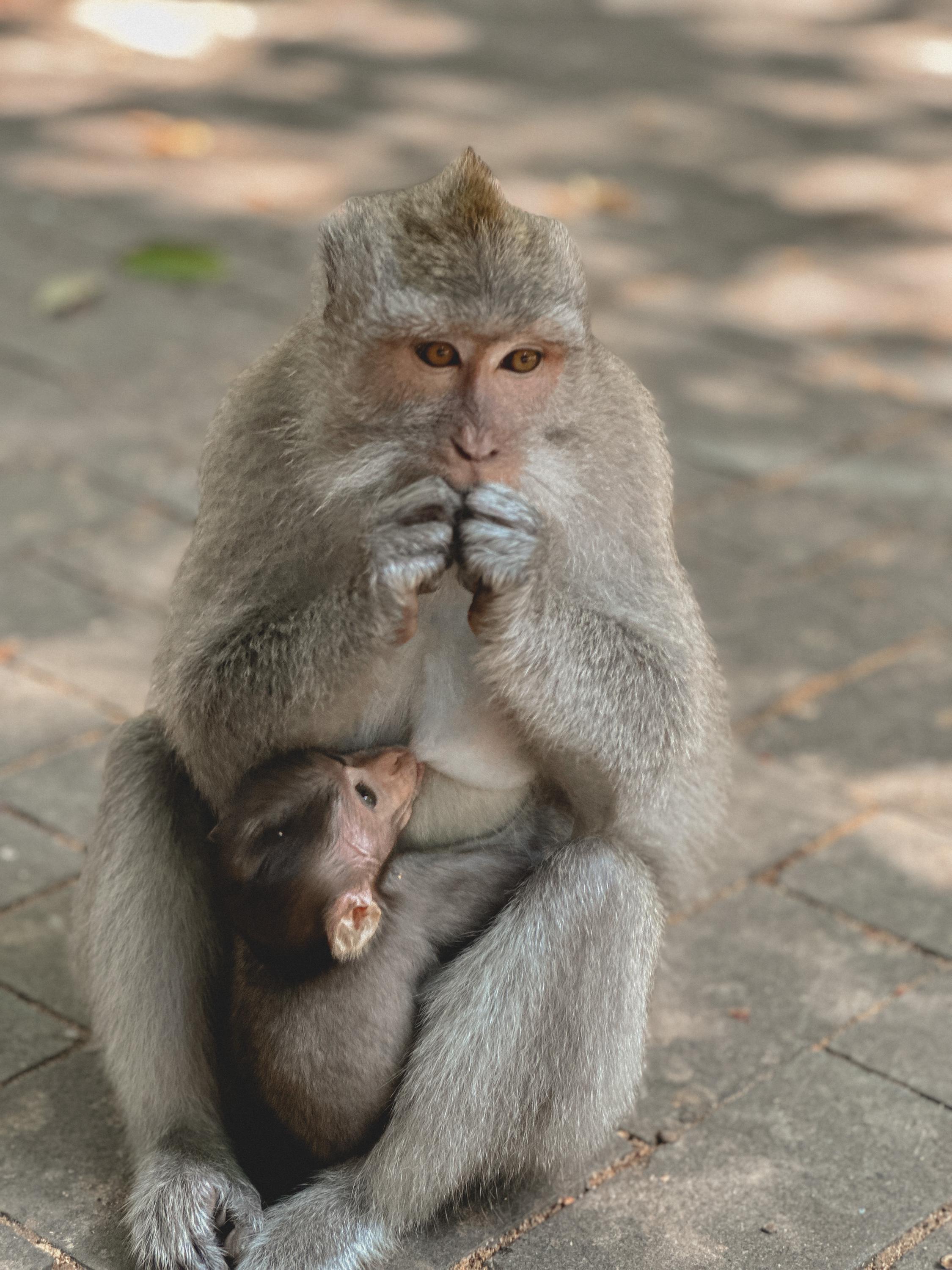 Mother Monkey With Her Baby in Bali - Etsy