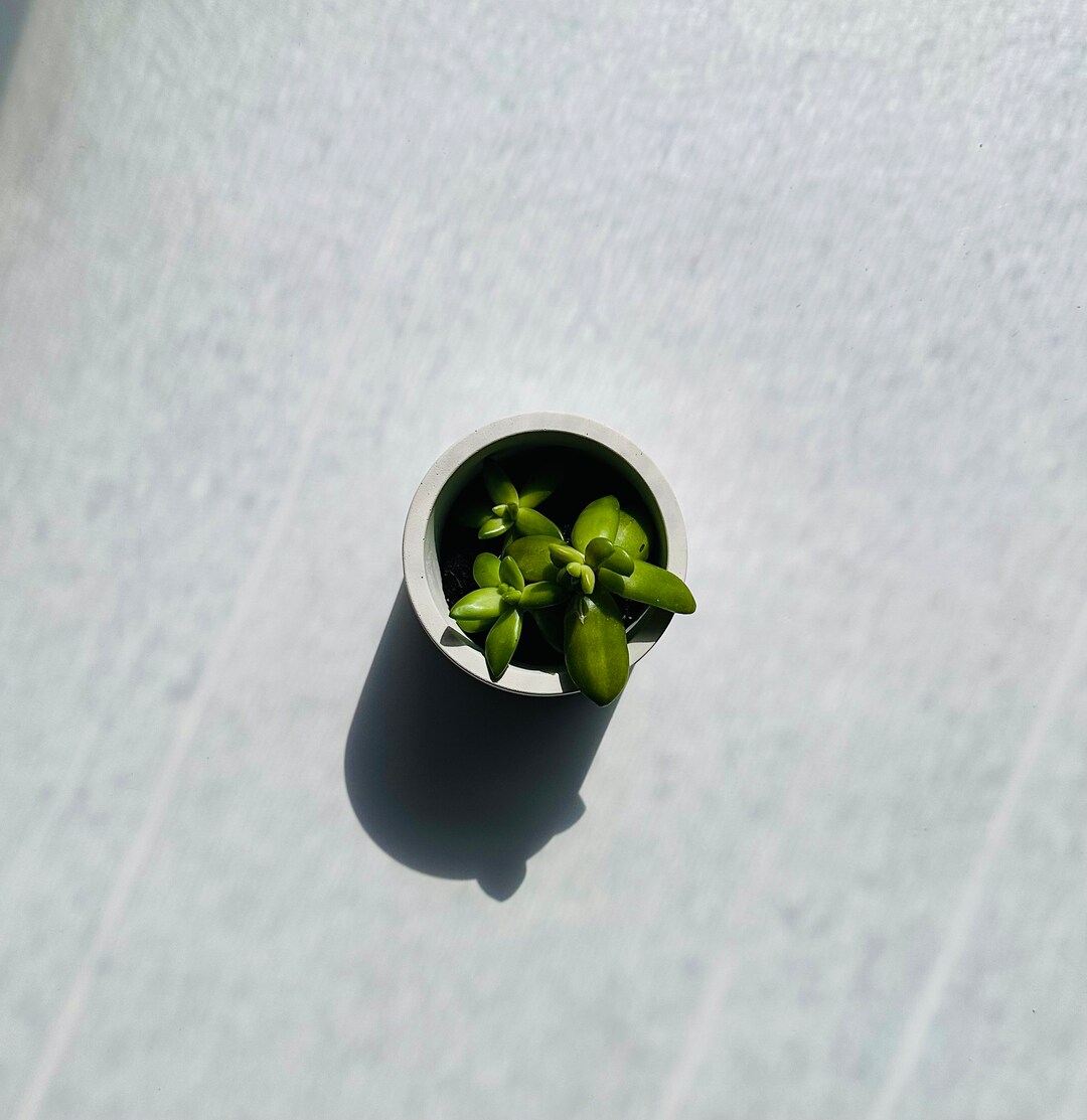 Small White Plaster Pot, for Small Plants, White Jar for Miscellaneous ...