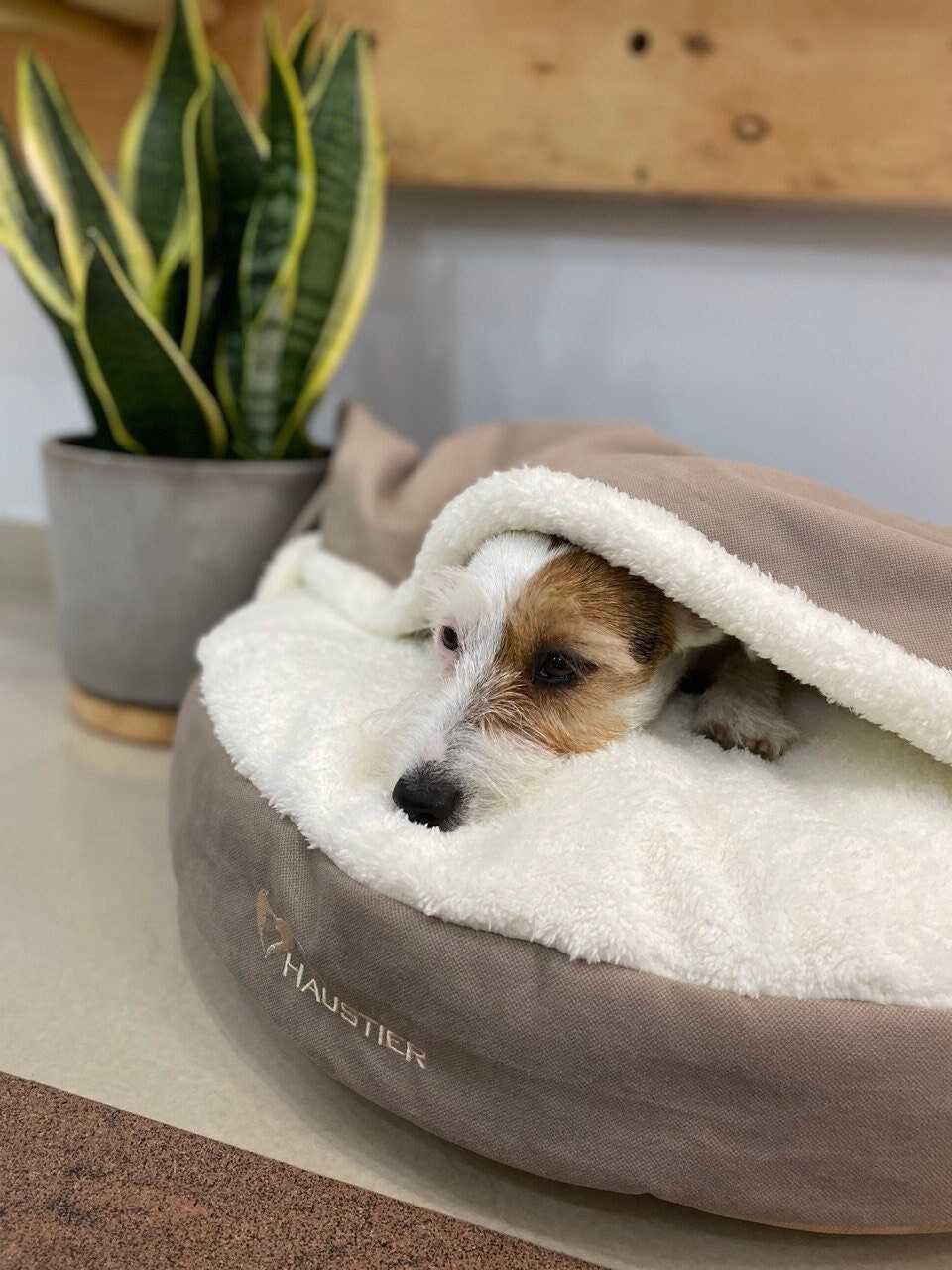 Beige Dog Bed With Blanket Round Dog Bed With Canopy and - Etsy