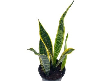 Sword of St. George Plant - Etsy