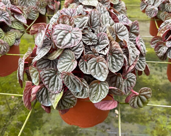 Red Emerald Ripple Peperomia Emerald Ripple Pepper Red - Etsy
