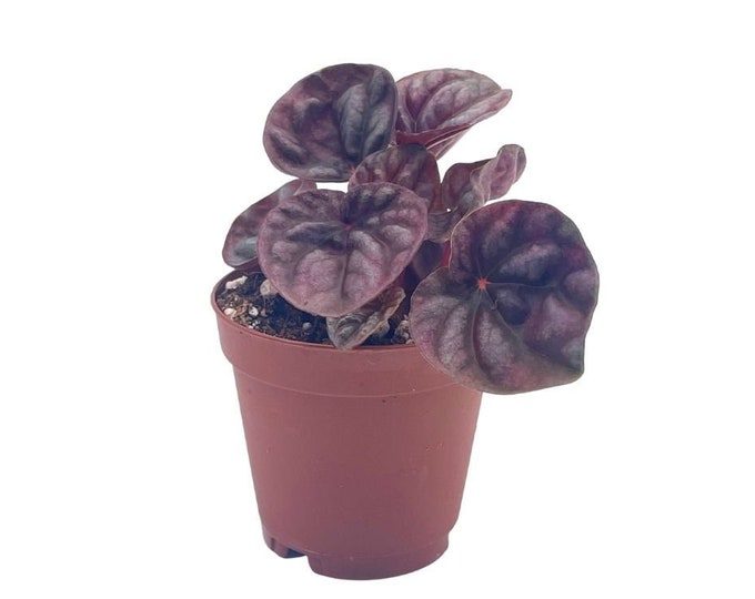 Red Emerald Ripple Peperomia Emerald Ripple Pepper Red - Etsy