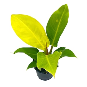 Philodendron Moonlight, 4 Inch Imperial Gold, Lime Philo - Etsy