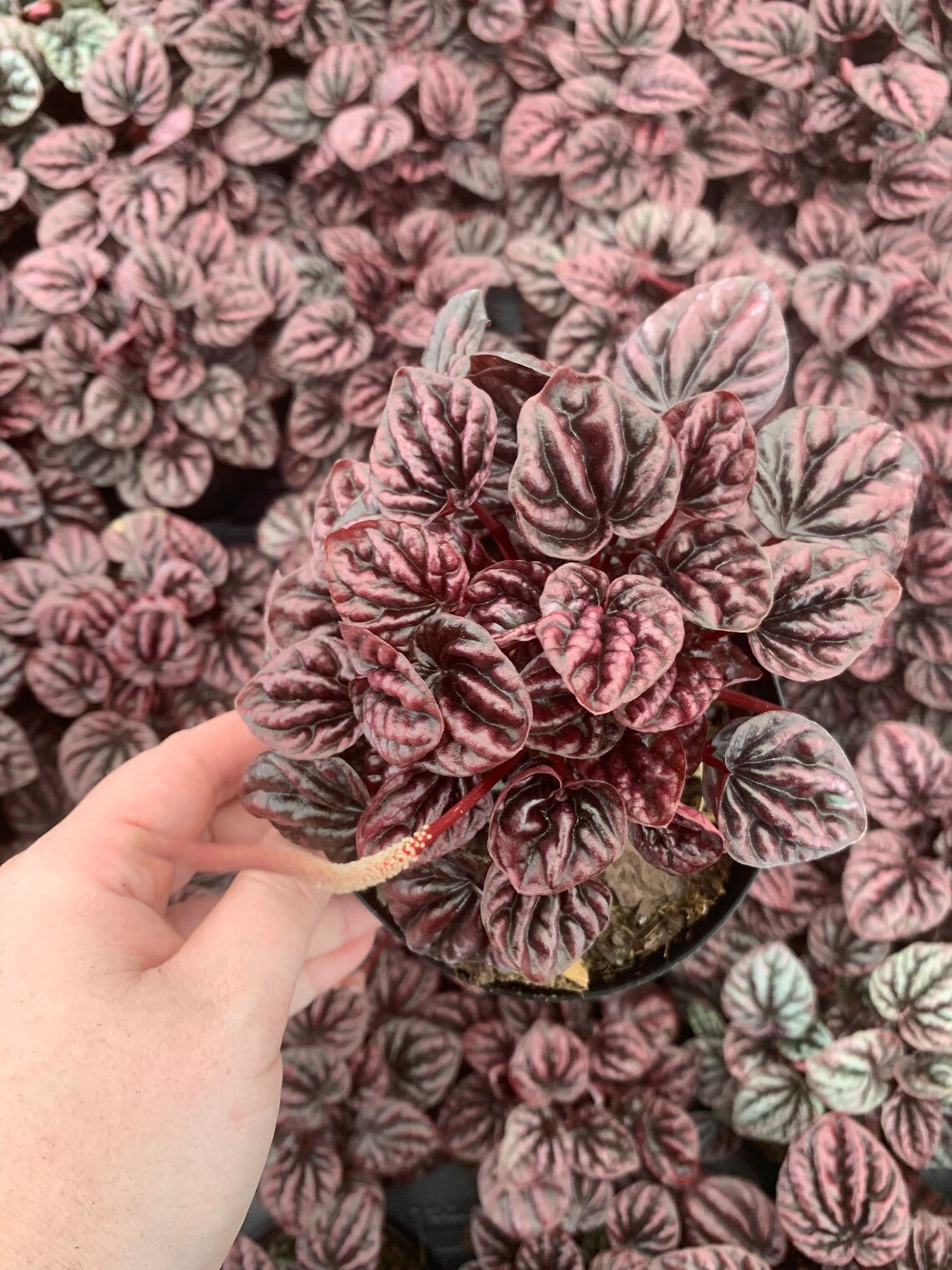 Red Emerald Ripple Peperomia Emerald Ripple Pepper Red | Etsy