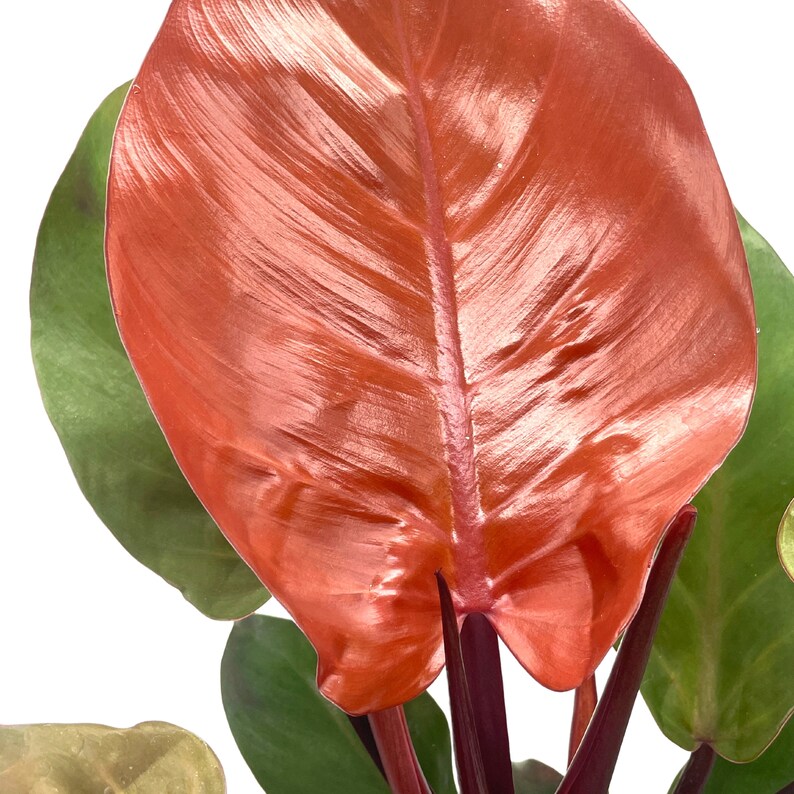 Philodendron Mccolley's Finale 4 Inch Bright Red Philo - Etsy