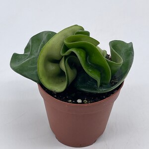 Hoya Hindu Rope, Carnosa Compacta, in a 2 Inch Pot, Live Tiny Mini ...