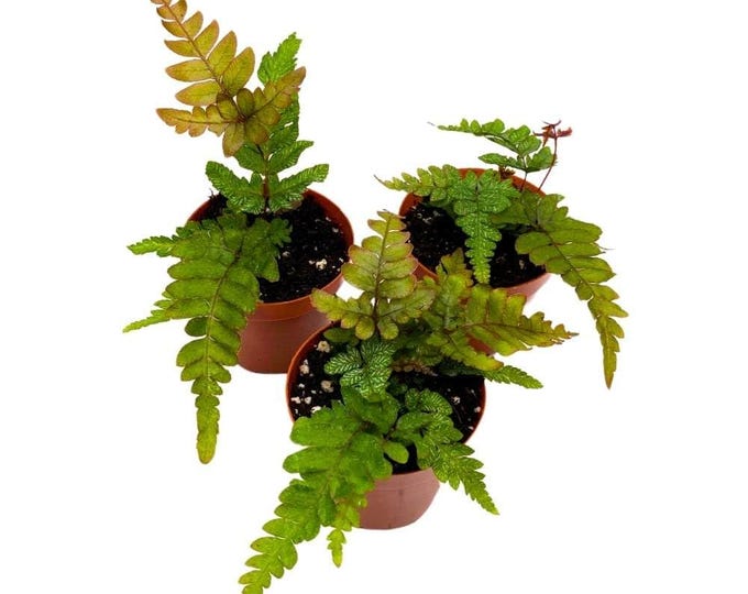Mahogany Fern 2 Inch Set of 3 Didymochlaena Truncatula Tiny Mini Pixie ...