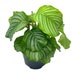 Calathea Orbifolia, 6 Inch, Round-leaf Calathea, Peacock Plant - Etsy