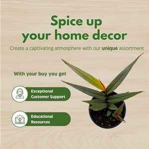 Bubbleblooms Alpinia Red Rubin Luteocarpa Red Bamboo Ginger in a 4 Inch ...