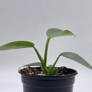 Philodendron Silver Sword 4 Inch Pot Philo Selloum | Etsy