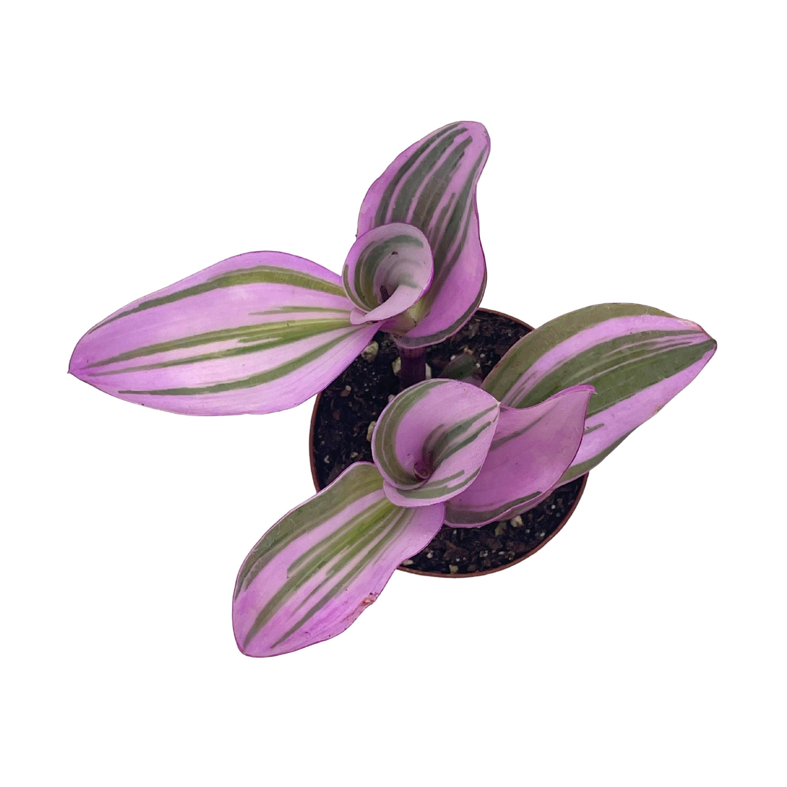 Pink Tradescantia Nanouk Variegated Wandering Jew Rare 2 - Etsy