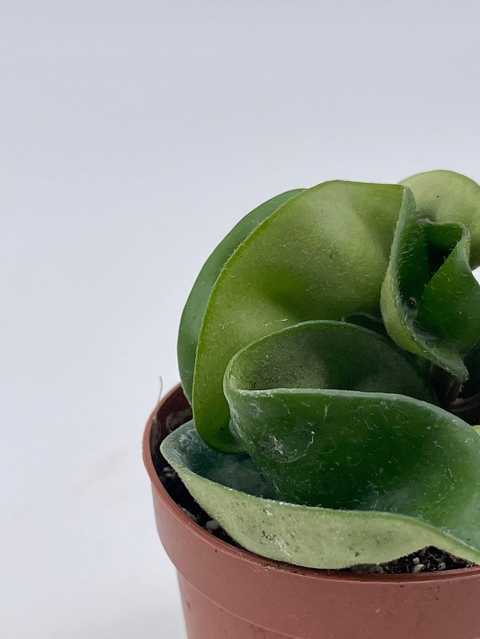 Hoya Hindu Rope, Carnosa Compacta, in a 2 Inch Pot, Live Tiny Mini ...