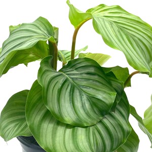 Calathea Orbifolia, 6 Inch, Round-leaf Calathea, Peacock Plant - Etsy
