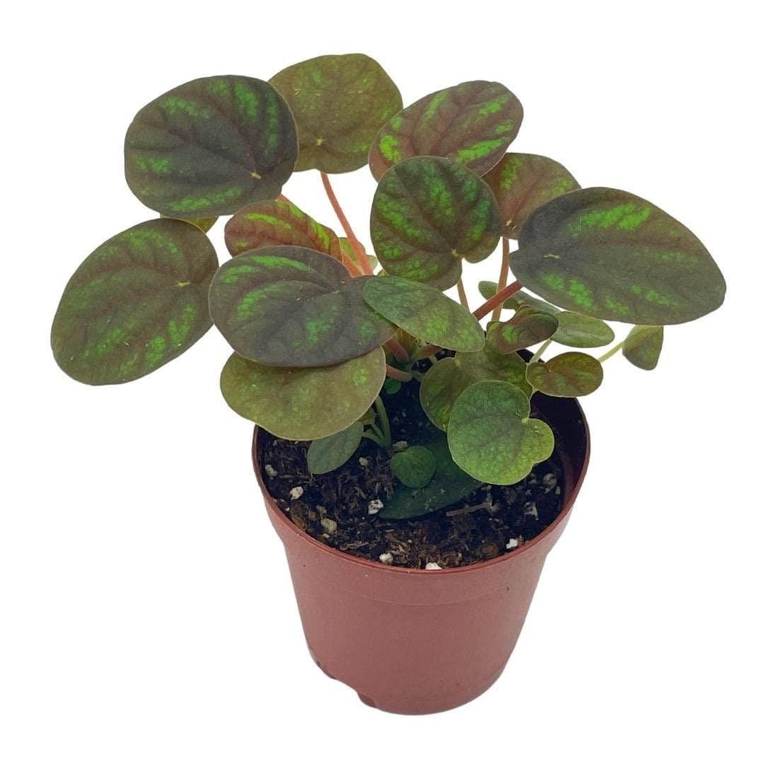 Peppermill Peperomia Frost, 2 Inch, (brownish) Emerald Ripple Pepper ...