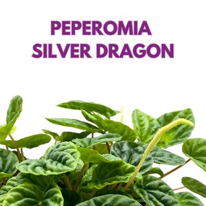 Harmony Foliage Peperomia Silver Dragon Light Green Emerald Ripple 6 ...
