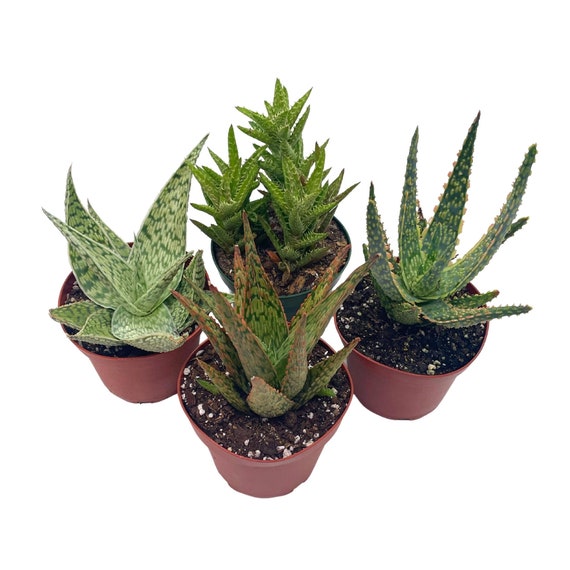 Aloe Assortment Aloe Vera Variety Set of 4 in 4 Inch Pots - Etsy