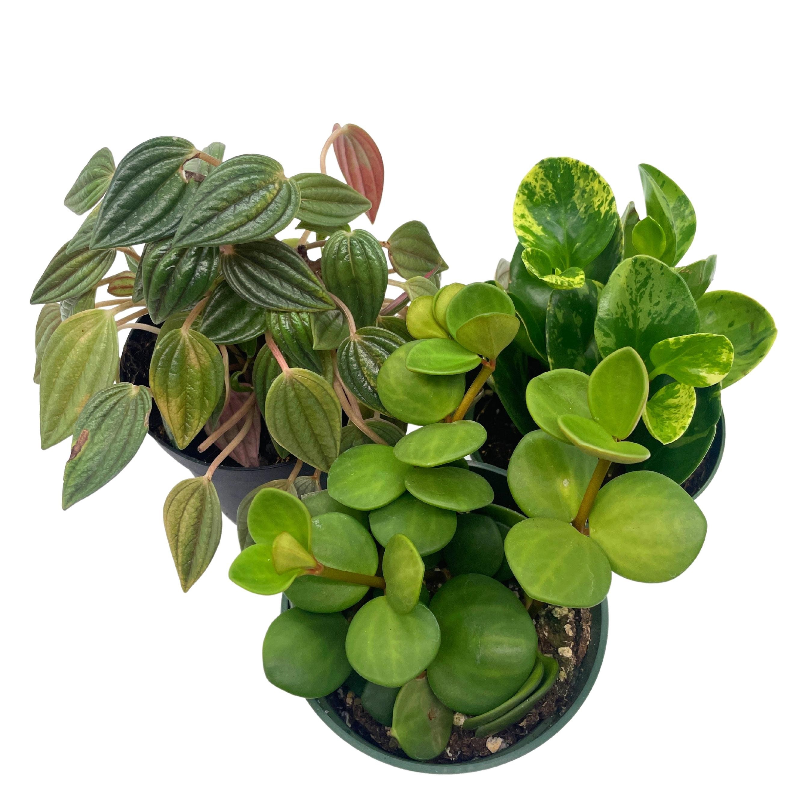 Peperomia Assortment Set 4 Inch Pots Set of 3 Watermelon - Etsy