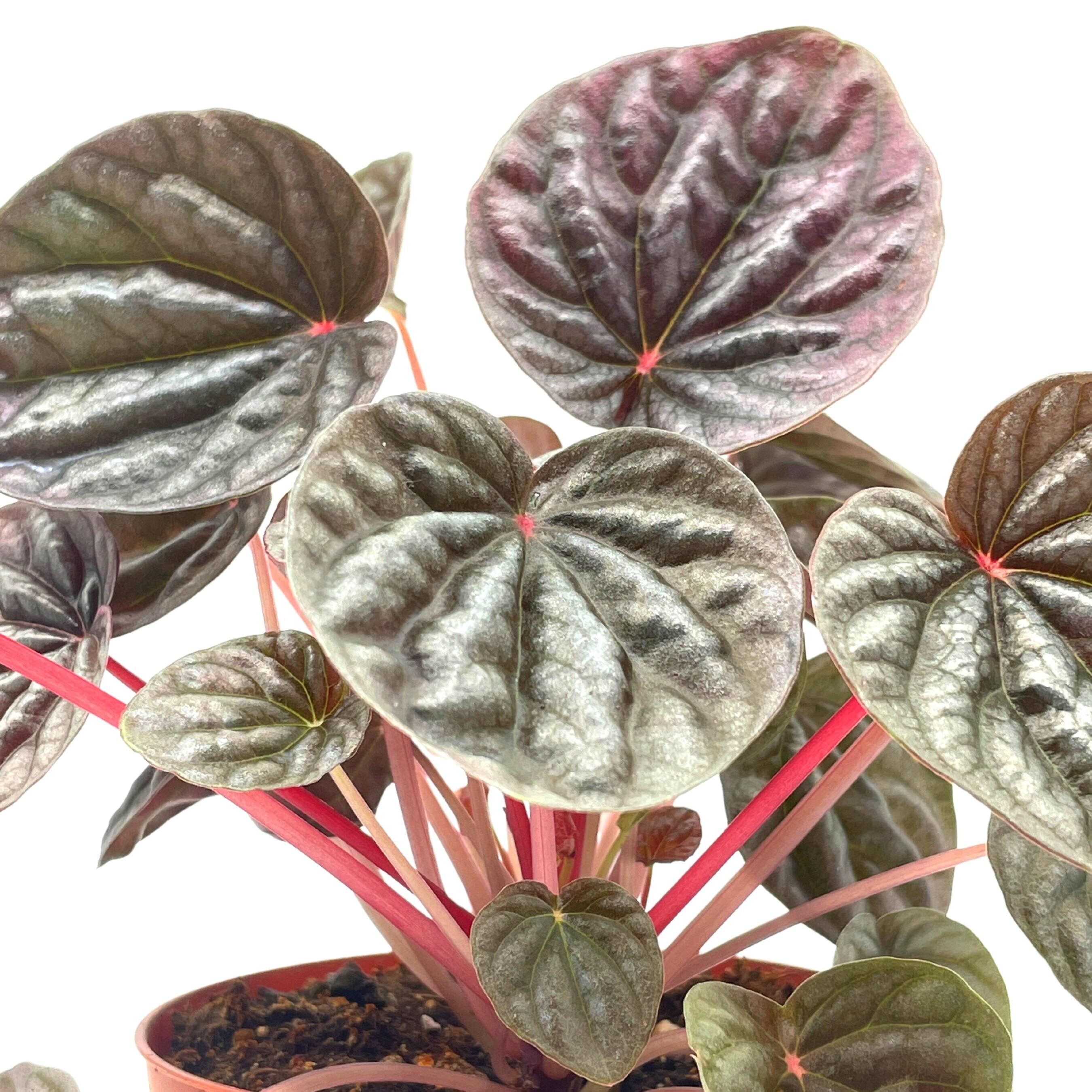Red Emerald Ripple Peperomia Emerald Ripple Pepper Red - Etsy