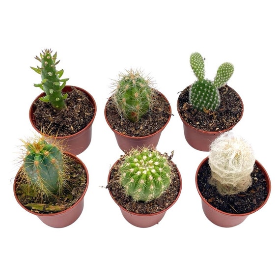 Mini Cacti Assortment Tiny Cactus Set Bunny Ears Old Man - Etsy
